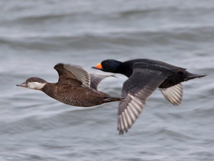Birds of a Feather Flock to Sault Ste. Marie