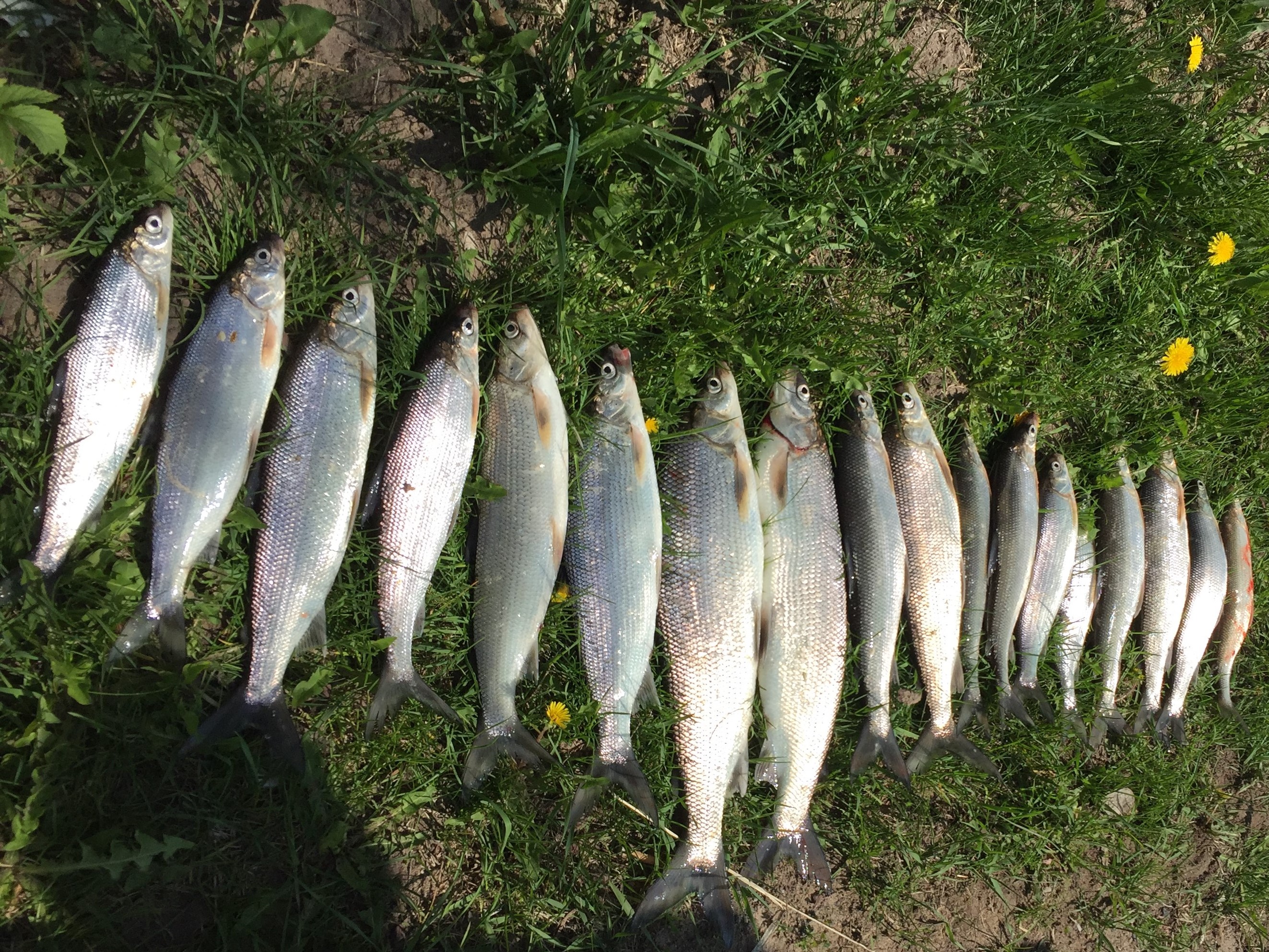 A Guide to Summer Shore Fishing on Lake Superior, UP and Sault Ste ...